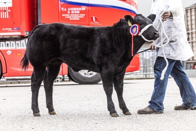 THAINSTONE – THAINSTONE SPECTACULAR SHOW AND SALE 2023. RING 3 – FRIDAY ...