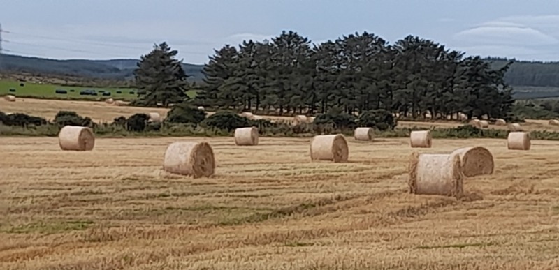 Thainstone - ONLINE Sale of Fodder at 9.30am in Ring 3