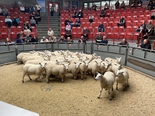 THAINSTONE – Sale of Store and Breeding Sheep– TUESDAY 14TH FEBRUARY